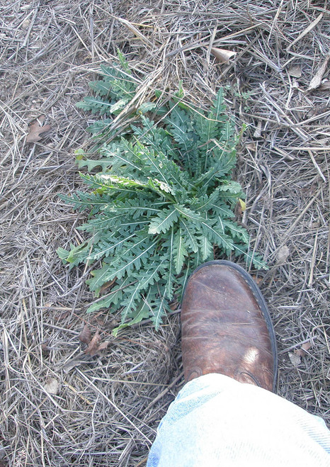 Cutleaf Daisy | Native American Seed