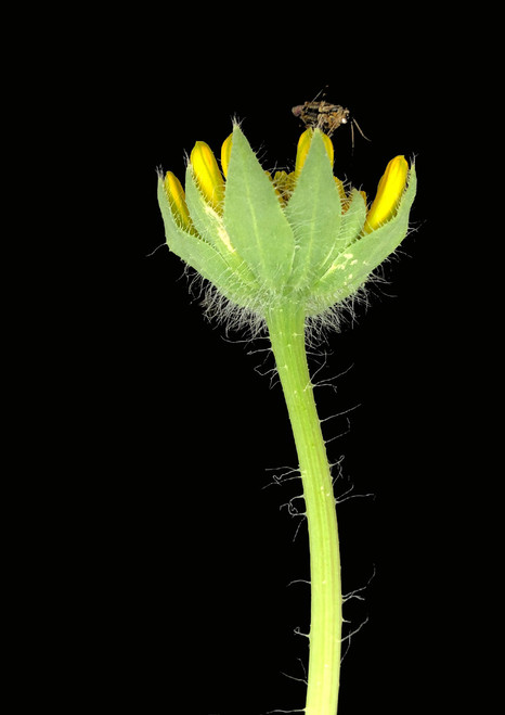 Huisache Daisy | Native American Seed