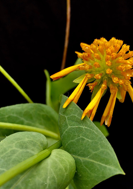 Huisache Daisy | Native American Seed