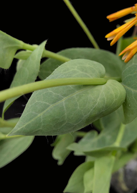 Huisache Daisy | Native American Seed