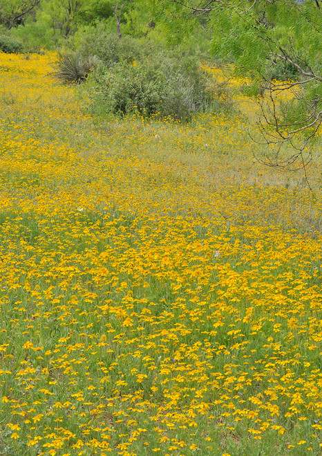 Huisache Daisy | Native American Seed