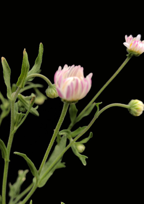 Lazy Daisy Native American Seed