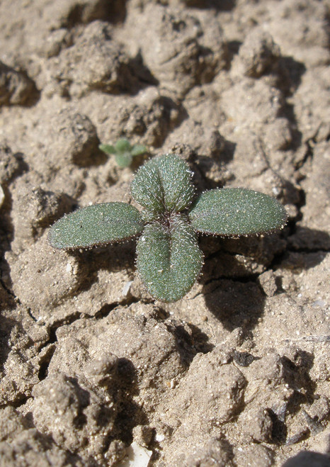Lemon Mint | Native American Seed