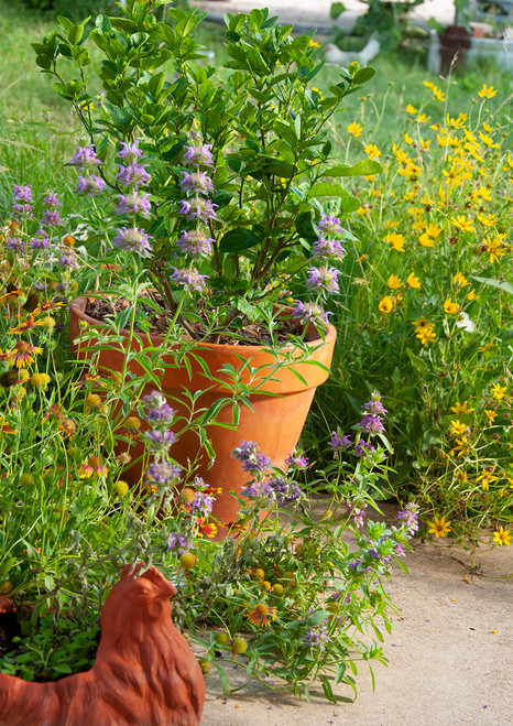 Lemon Mint | Native American Seed