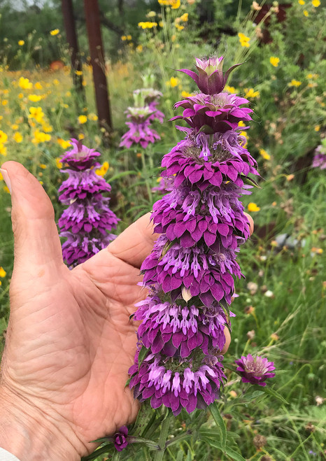 Lemon Mint | Native American Seed