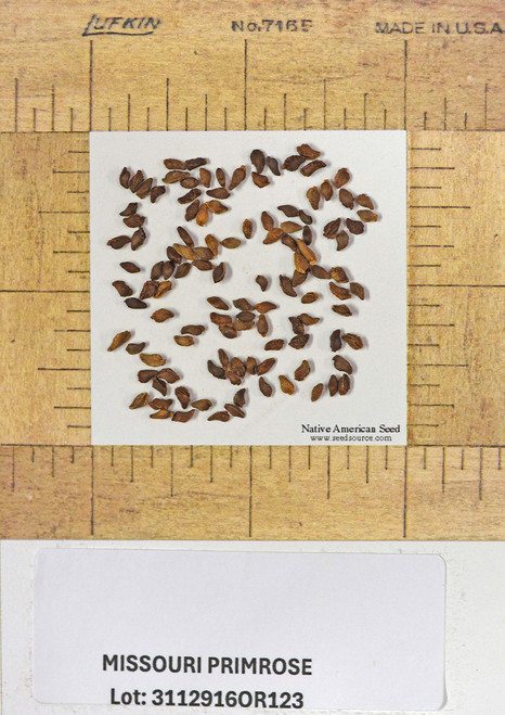 Missouri Primrose | Native American Seed