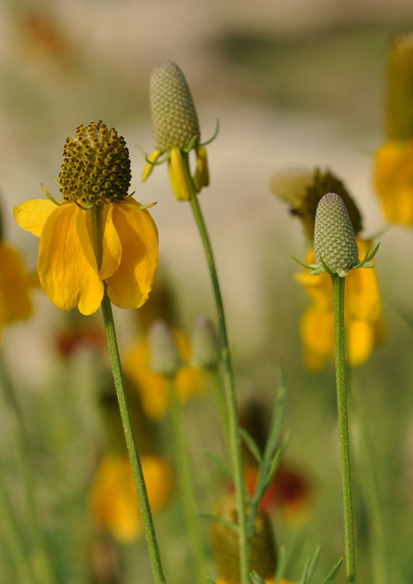 Prairie Coneflower | Native American Seed