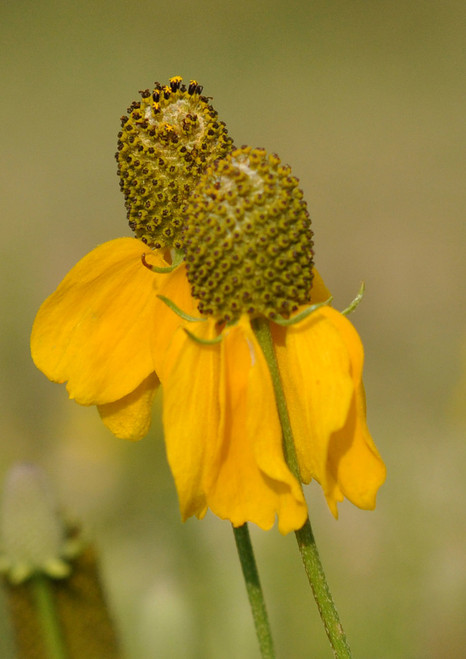 Prairie Coneflower | Native American Seed