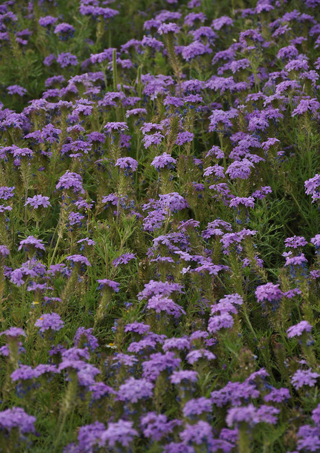 Prairie Verbena | Native American Seed