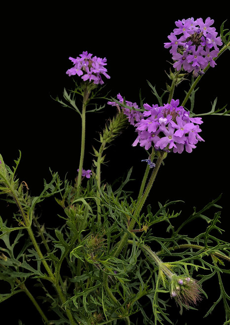 Prairie Verbena | Native American Seed