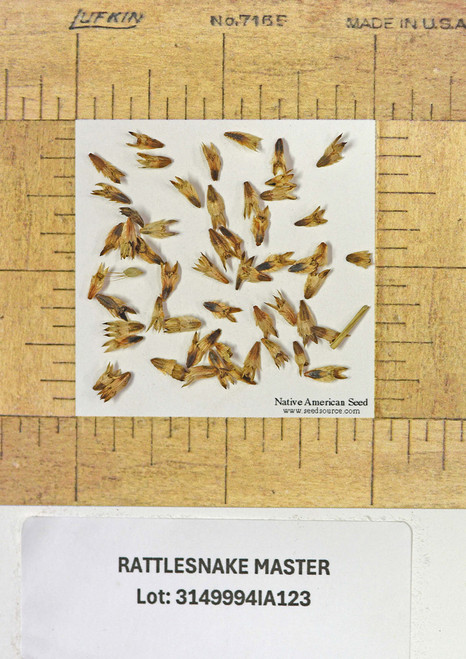 Rattlesnake Master | Native American Seed