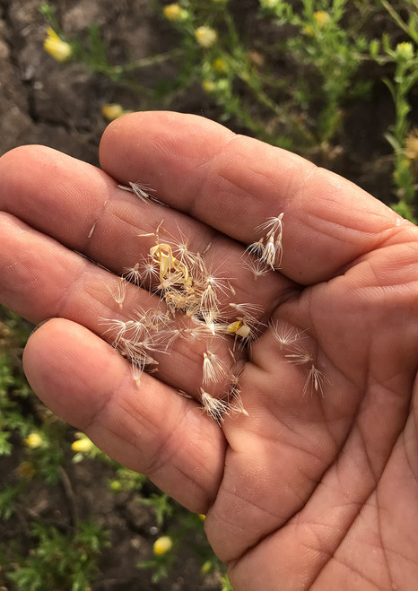 Sleepy Daisy | Native American Seed