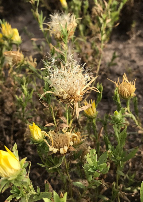 Sleepy Daisy | Native American Seed