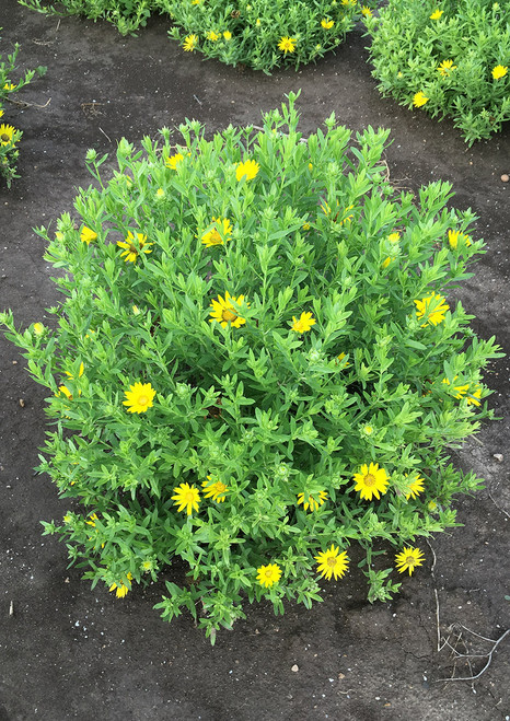 Sleepy Daisy | Native American Seed