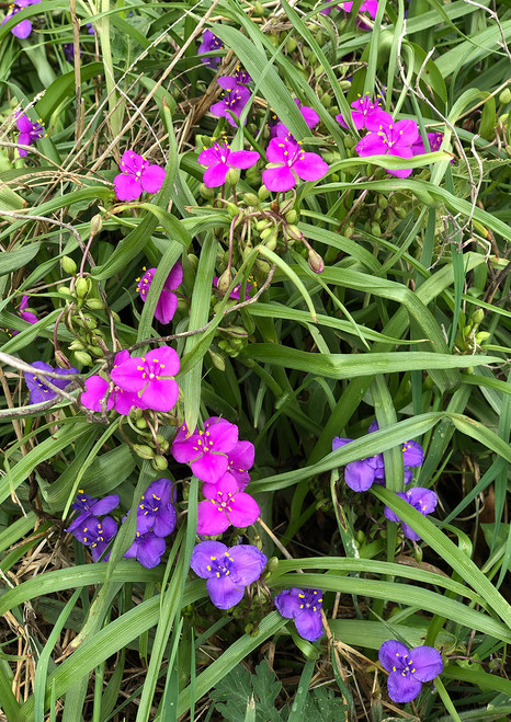 Spiderwort | Native American Seed