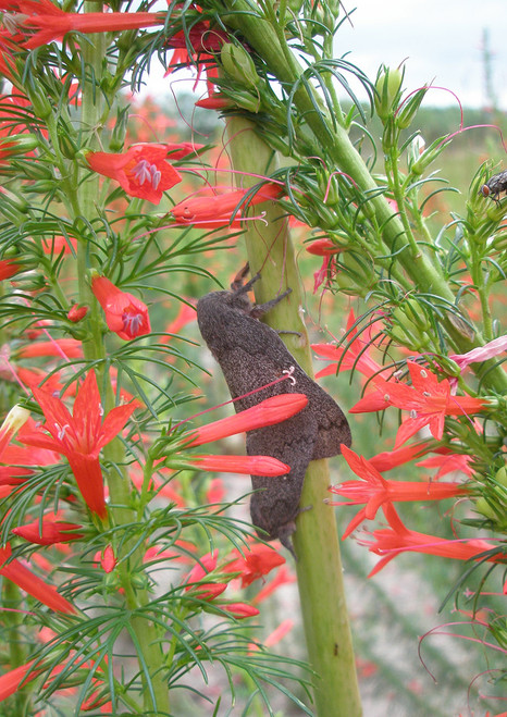 Standing Cypress | Native American Seed