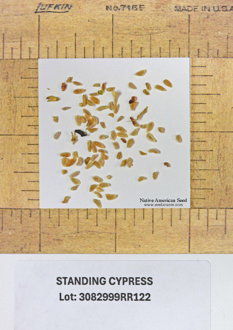 Standing Cypress | Native American Seed