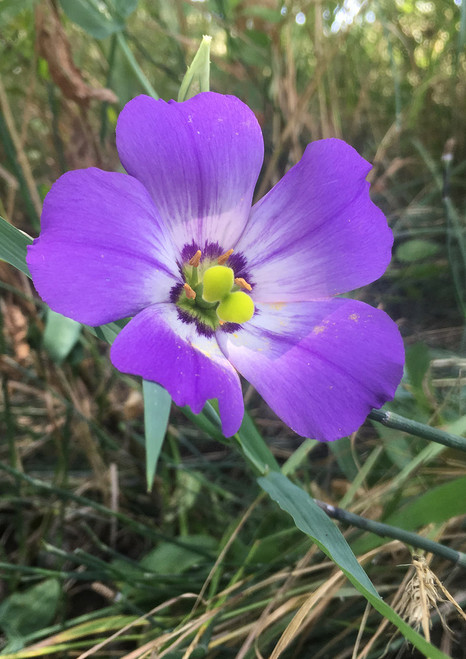 Texas Bluebells | Native American Seed