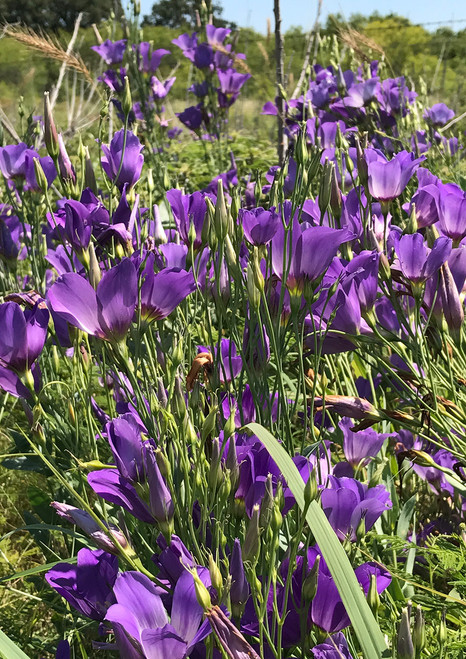 Texas Bluebells | Native American Seed
