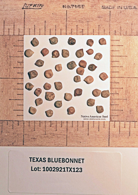 Texas Bluebonnet | Native American Seed