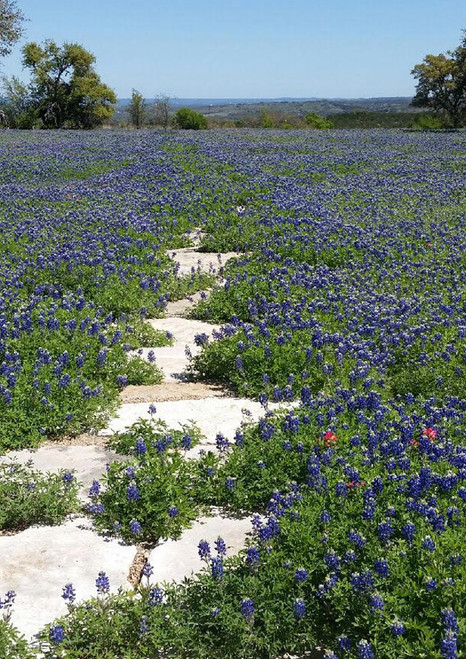 Texas Bluebonnet | Native American Seed