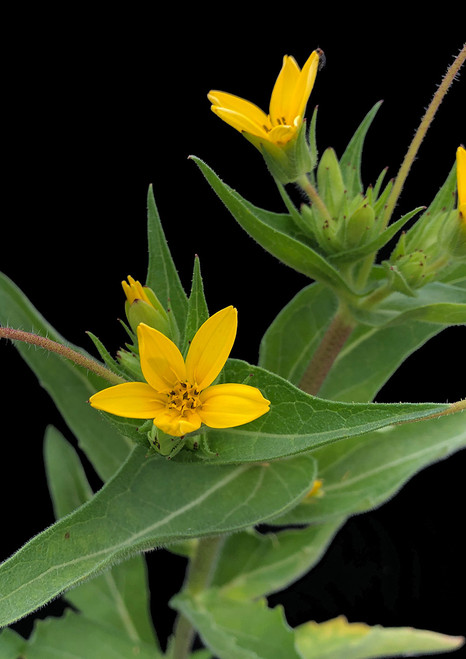 Texas Yellow Star | Native American Seed