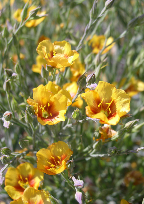 Yellow Prairie Flax | Native American Seed