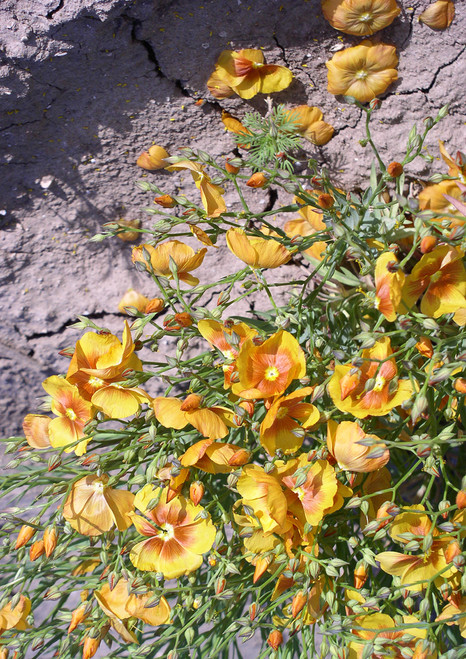 Yellow Prairie Flax | Native American Seed
