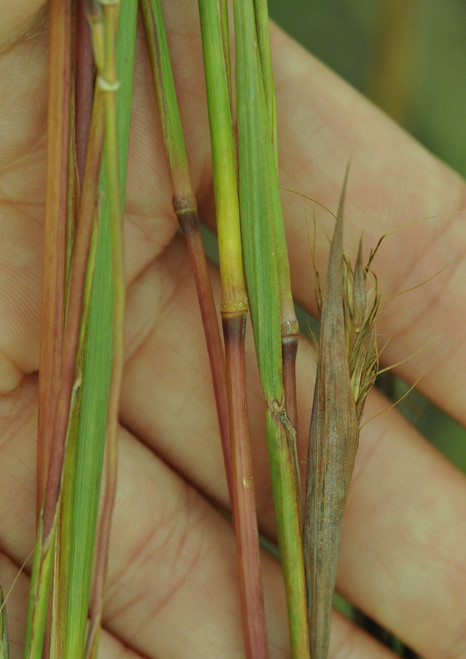 Big Bluestem Roots | Native American Seed