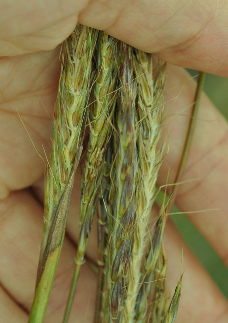 Big Bluestem Roots | Native American Seed