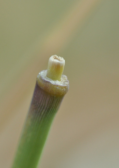 Switchgrass Roots | Native American Seed