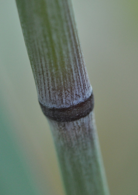 Switchgrass Roots | Native American Seed
