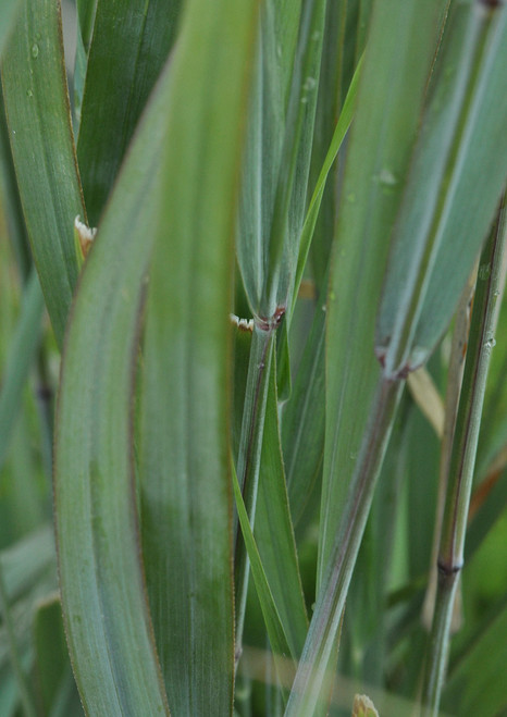 Switchgrass Roots | Native American Seed