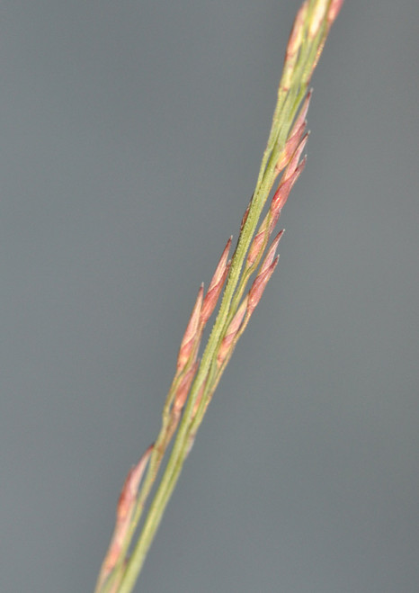 Switchgrass Roots | Native American Seed