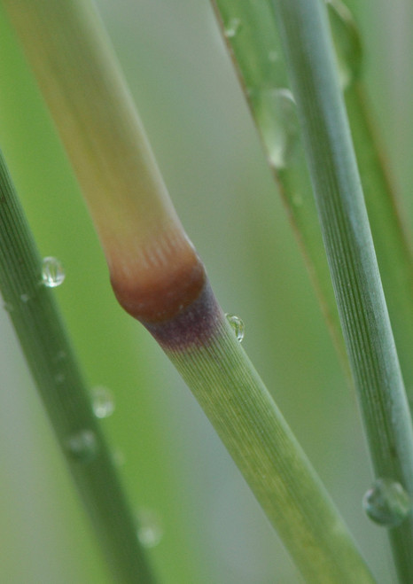 Switchgrass Roots | Native American Seed