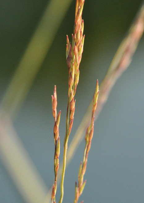 Switchgrass Roots | Native American Seed