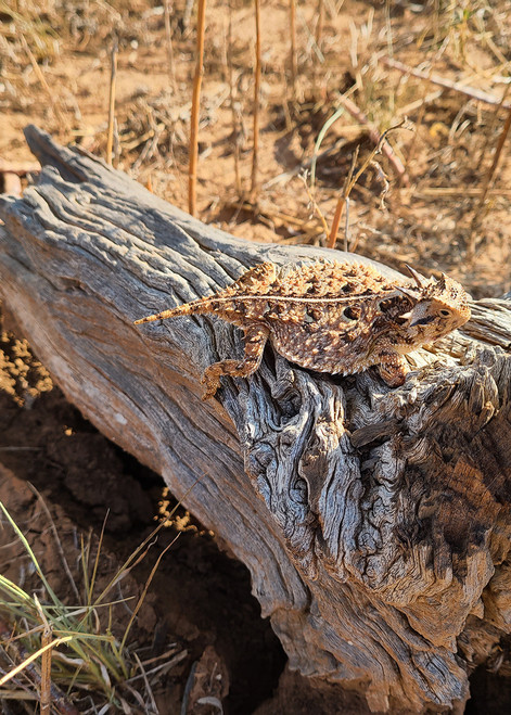 Horned Lizard Habitat Mix | Native American Seed
