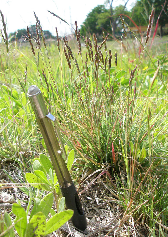 Native Sun Turf | Native American Seed