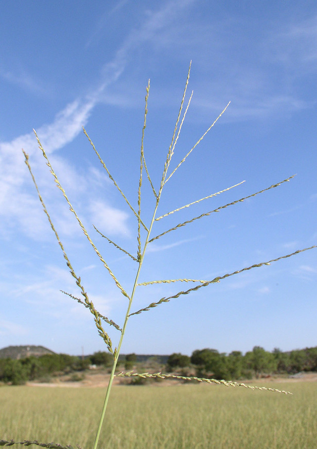 Green Sprangletop | Native American Seed