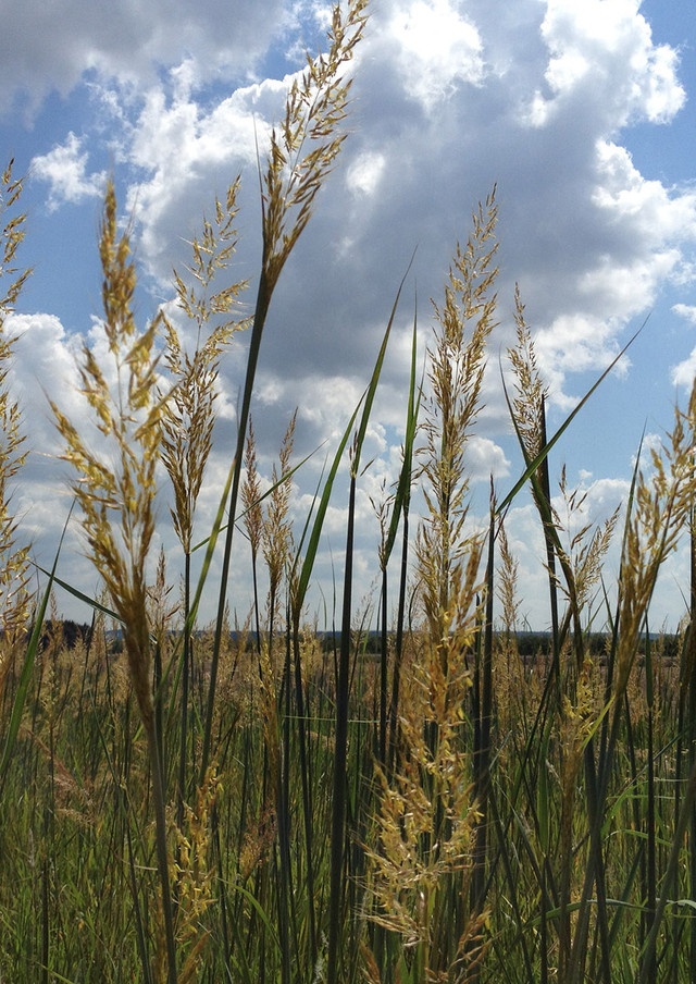 Green Sprangletop | Native American Seed