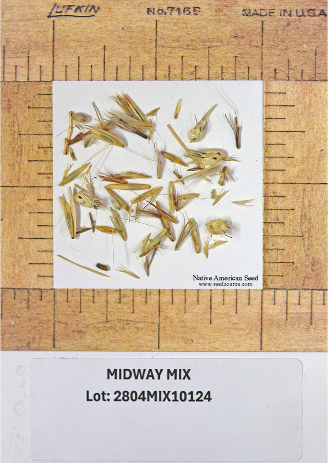 Midway Mix | Native American Seed