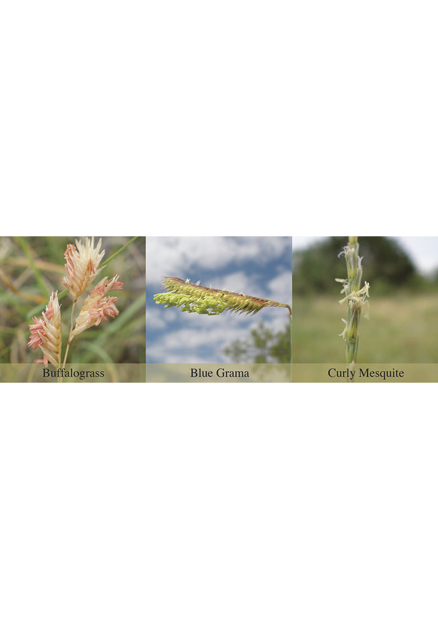 Thunder Turf | Native American Seed