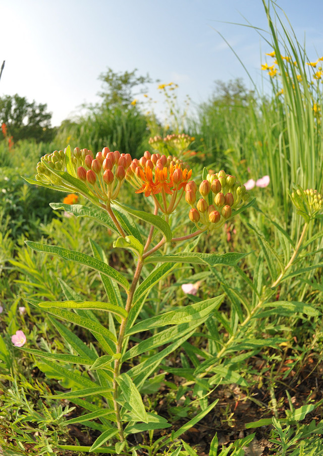 Butterfly Weed | Native American Seed