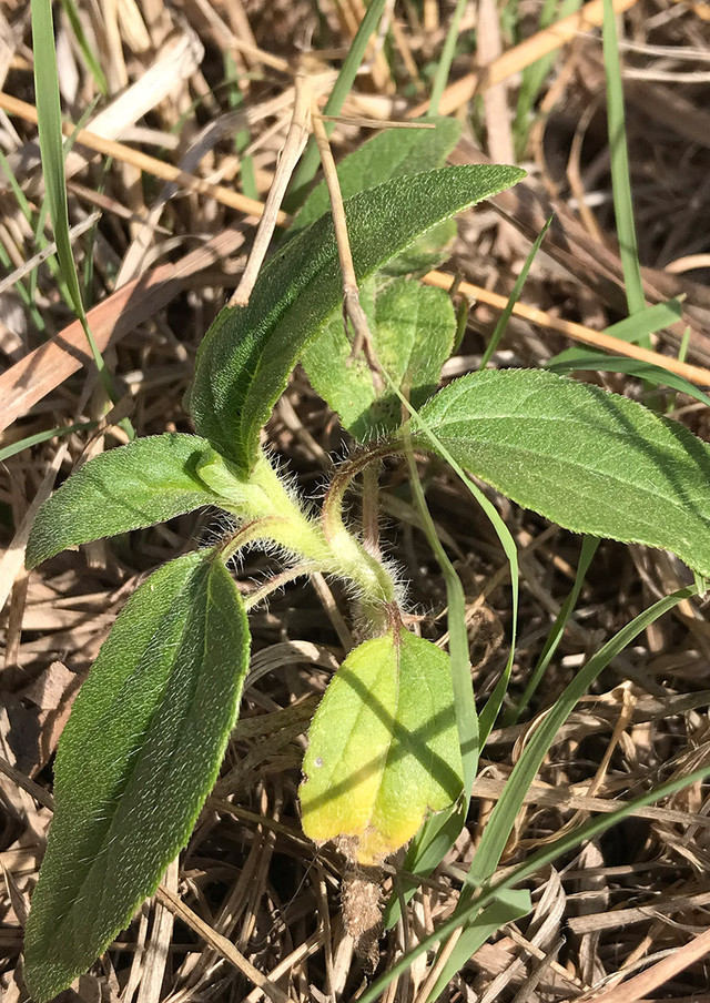 Common Sunflower | Native American Seed