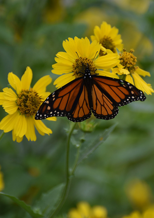 Cowpen Daisy | Native American Seed