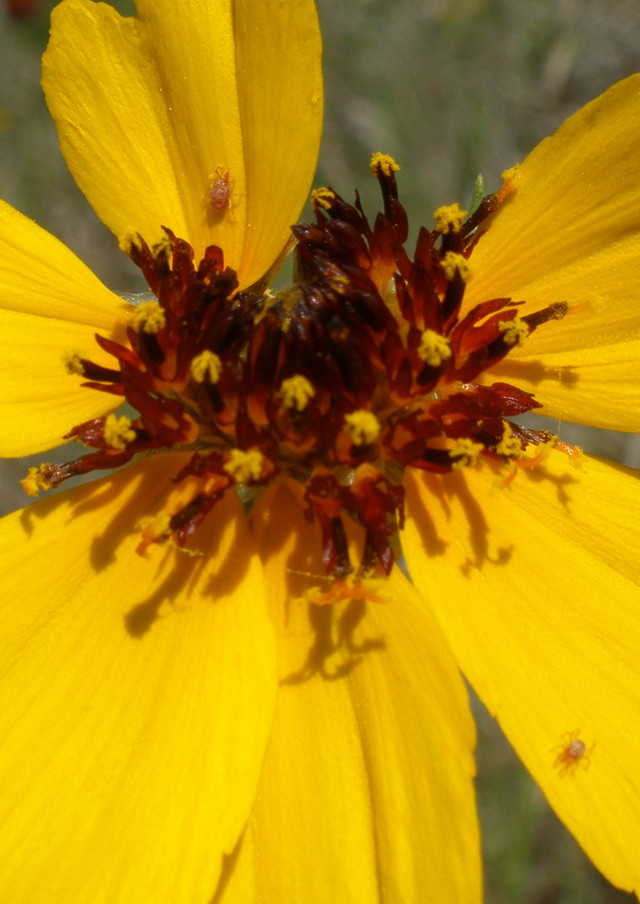 Greenthread | Native American Seed