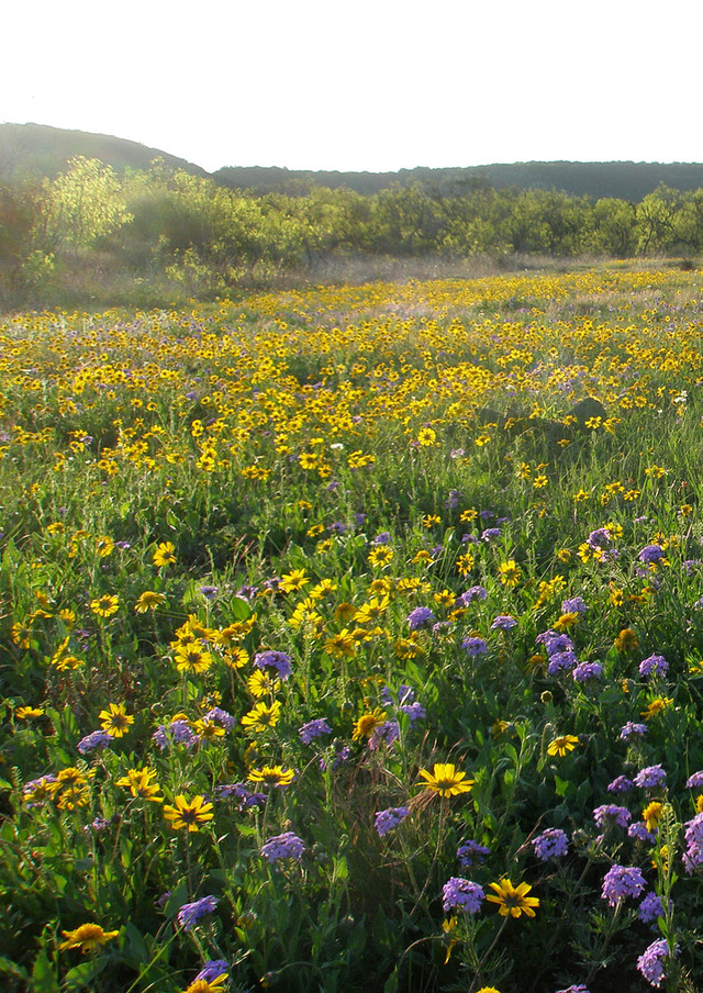 Huisache Daisy | Native American Seed