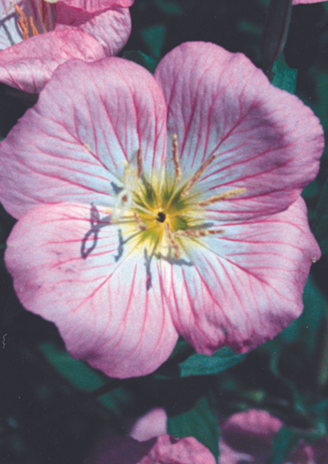 Mountain Pinks | Native American Seed