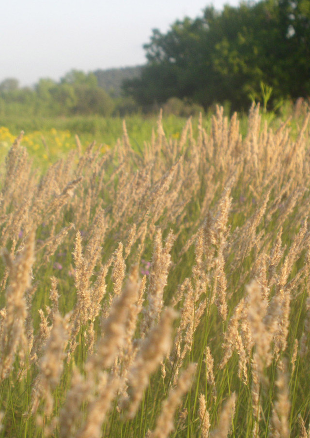 Texas Bluegrass Roots | Native American Seed
