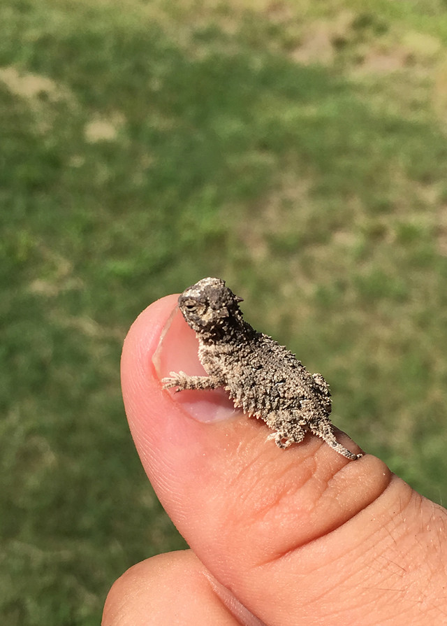 Horned Lizard Habitat Mix | Native American Seed